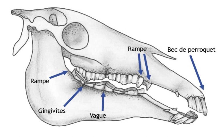 Dentition du cheval : pathologie des molaires - Equus Dental Harmony